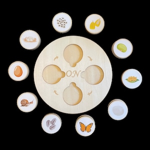 Montessori Life Cycle Board Wooden Sensory Educational Toys - Etsy