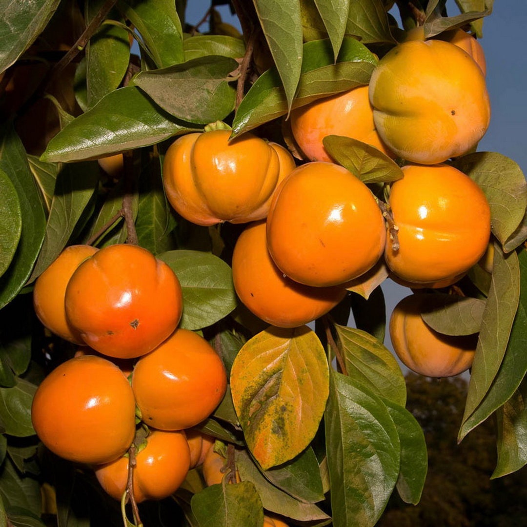 Fuyu Asian Persimmon Tree Live Plant Produces Fruit 4-5 Ft - Etsy