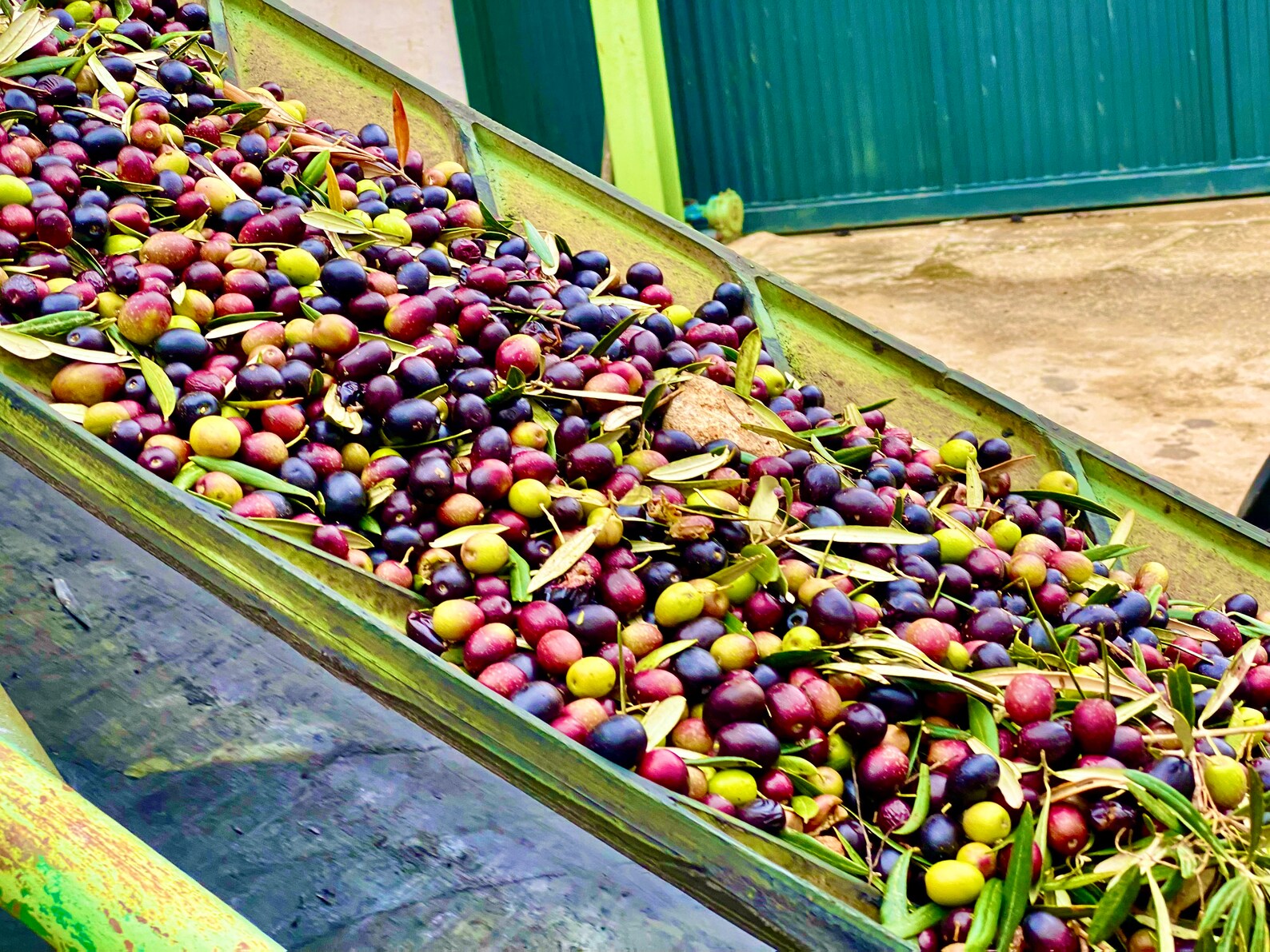 Extra Virgin Unfiltered Olive Oil, Ultra High Polyphenol, Direct From ...