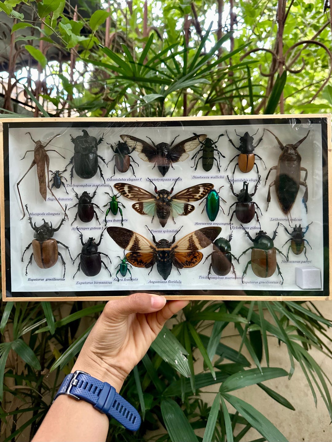 Real Insect Taxidermy Display Frame – Beetle & Cicada Collection - Etsy