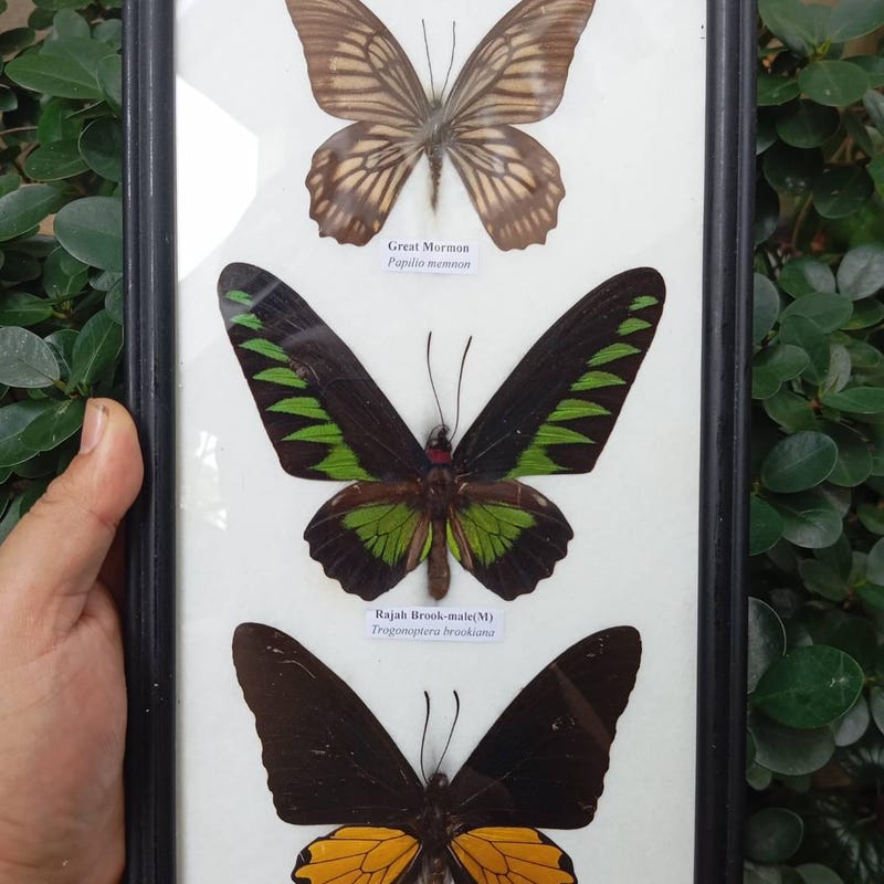 Real Butterfly Framed - Etsy