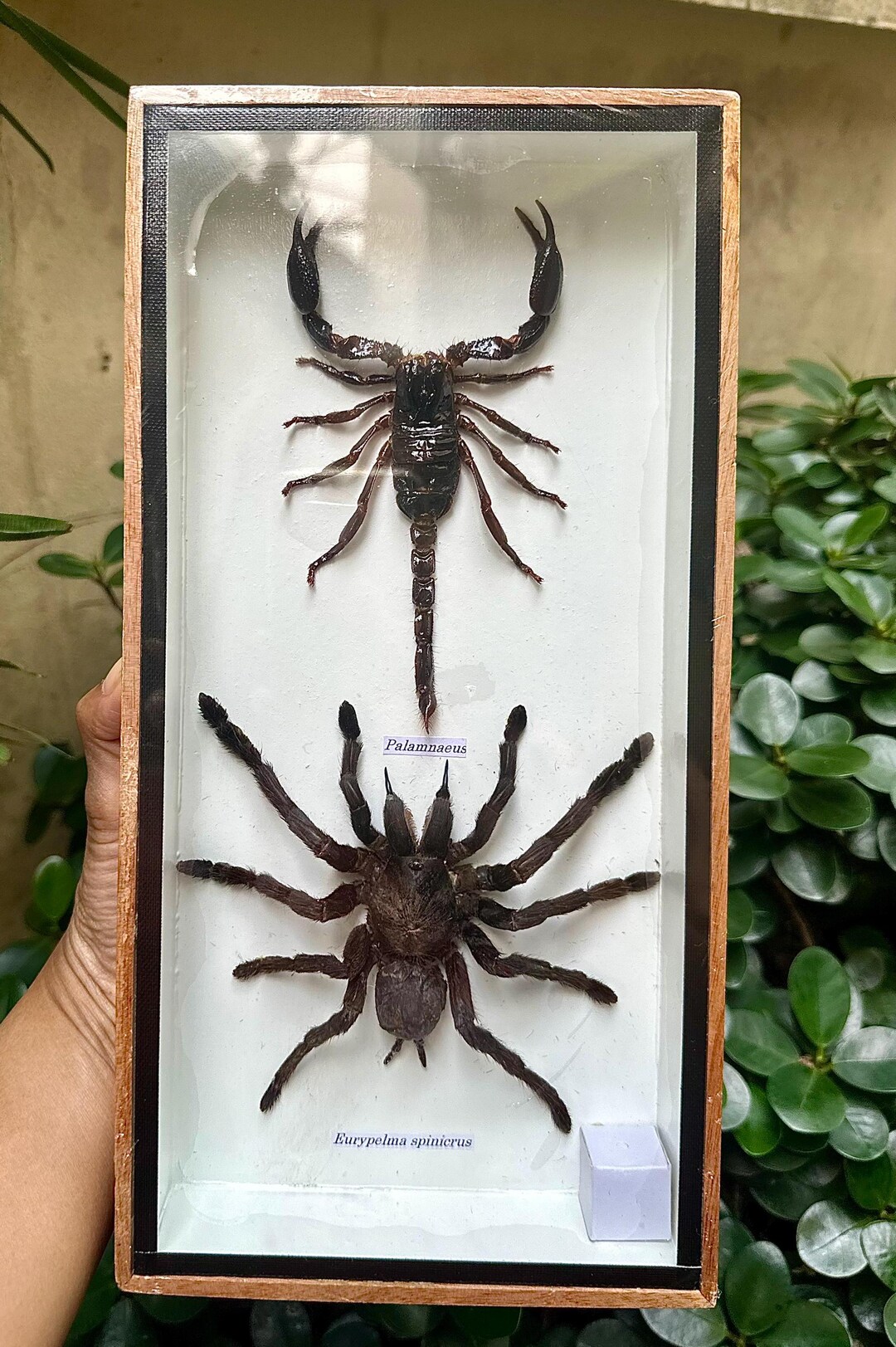 Authentic Framed Giant Tarantula and Black Scorpion Taxidermy Real Bug ...