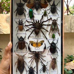 Real Exotic Set Insect Specimen Bug Taxidermy Collection Beetle Spider ...