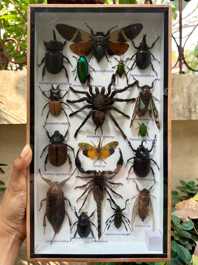 Exotic Insect Taxidermy Beetle Spider Cicada Display Case Wall Decor - Etsy