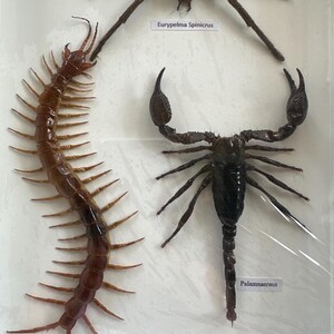 Preserved Arthropod Collection : Centipede, Scorpion, and Spider ...
