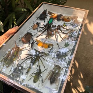 Real Exotic Set Insect Specimen Bug Taxidermy Collection Beetle Spider ...