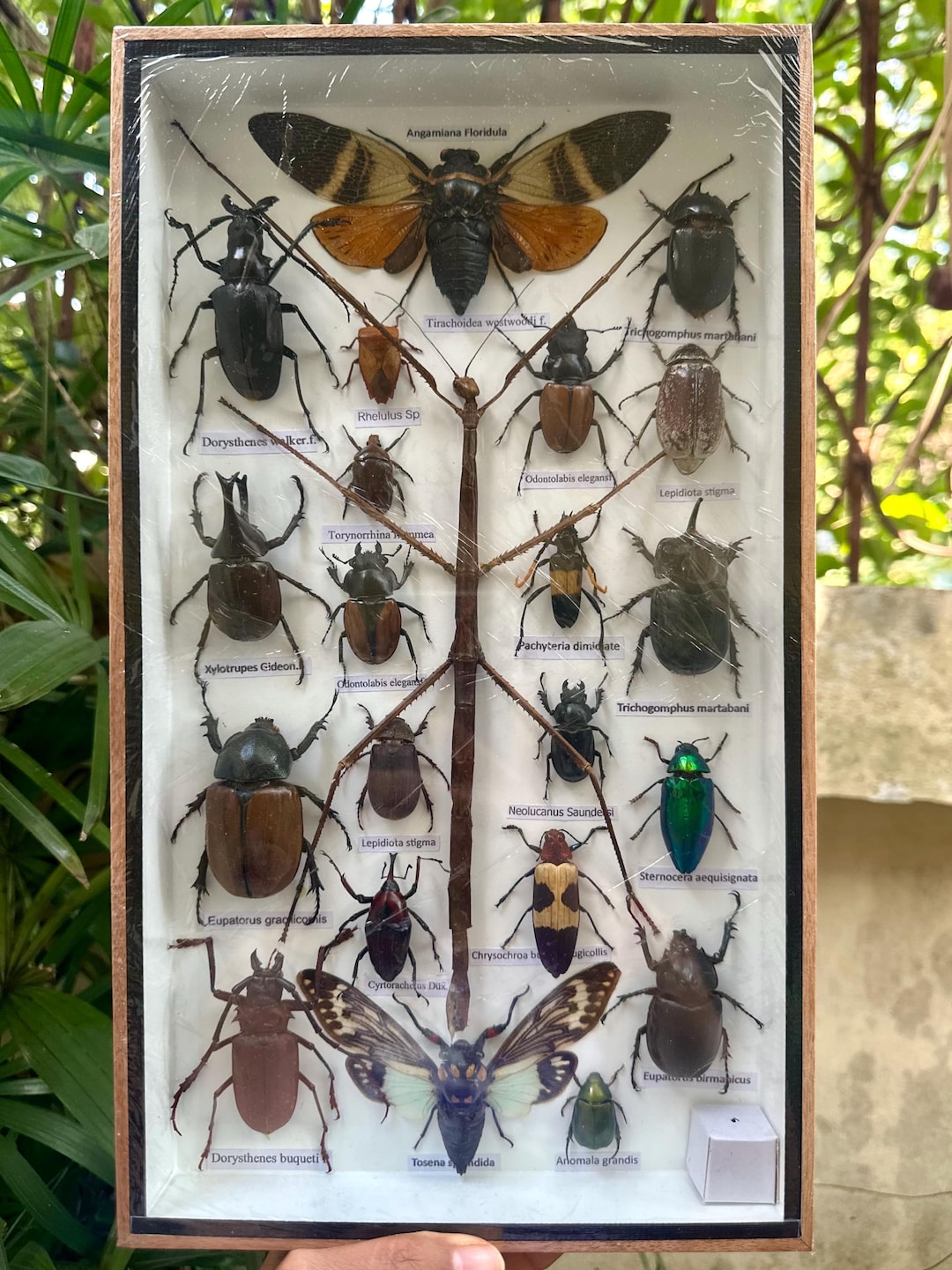 Real Exotic Insects Mixed Taxidermy Specimens Entomology Asian Beetles ...