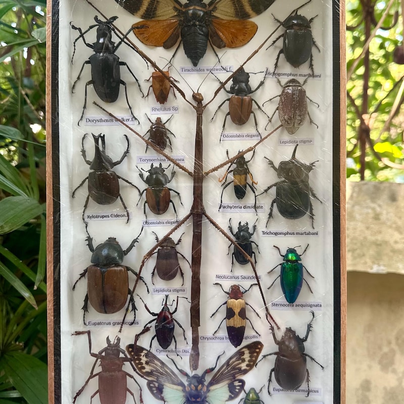 Beetle Specimens - Etsy
