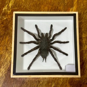Real Tarantula Spider Taxidermy Bug Entomology Wood Frame Wall Decor - Etsy
