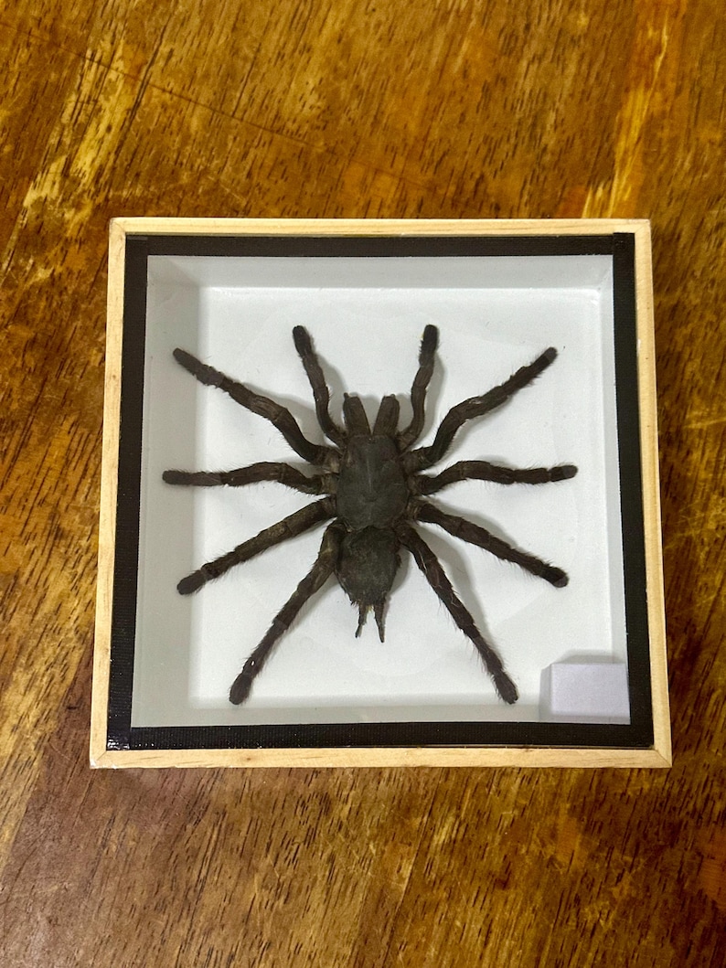 Real Tarantula Spider Taxidermy Bug Entomology Wood Frame Wall Decor - Etsy