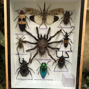 Real 3D Exotic Insect Taxidermy Display Spider Beetles & 9 Specimens ...