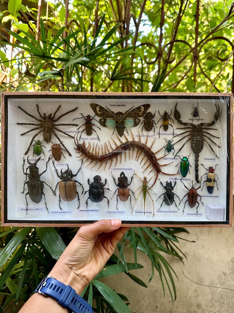 Taxidermy Insect Real Tarantula Scorpion Centipede Specimen Wall Art ...