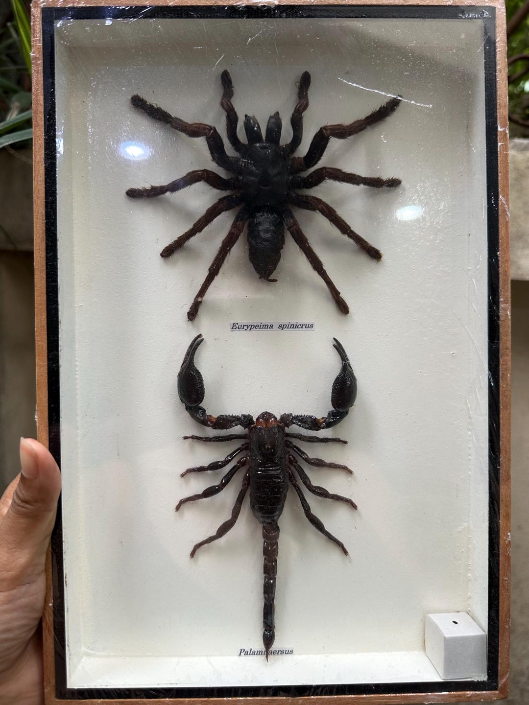 Authentic Framed Giant Tarantula and Black Scorpion Taxidermy Real Bug ...