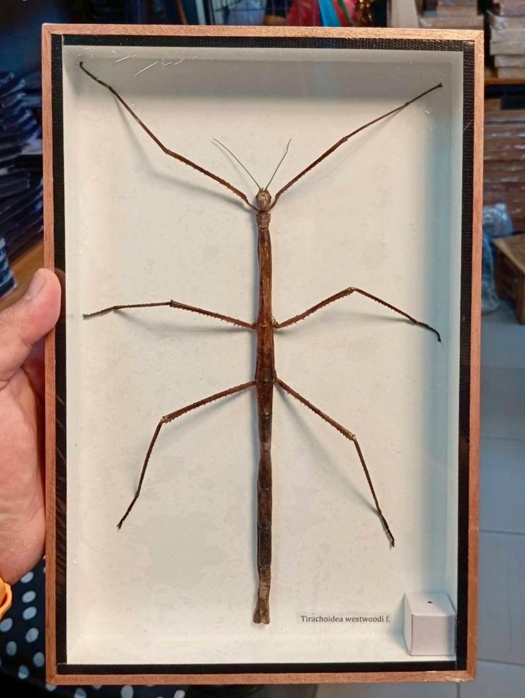 Preserved Female Stick Insect Specimen Tirachoidea Westwoodi Wooden ...