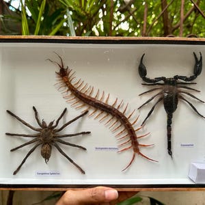 Preserved Arthropod Collection : Centipede, Scorpion, and Spider ...