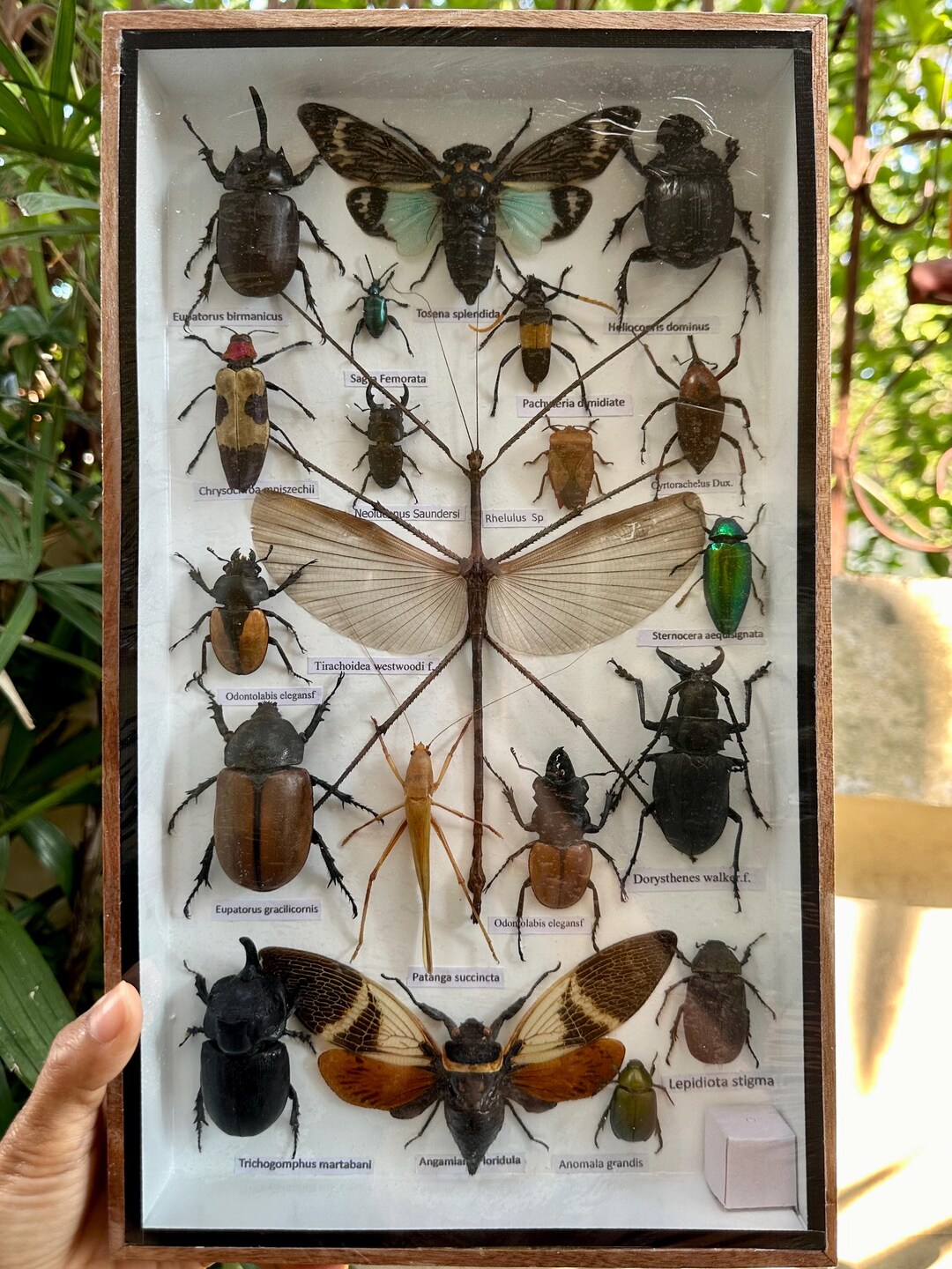 Exotic Insect Taxidermy Display: Framed Asian Beetles & Bugs - Etsy