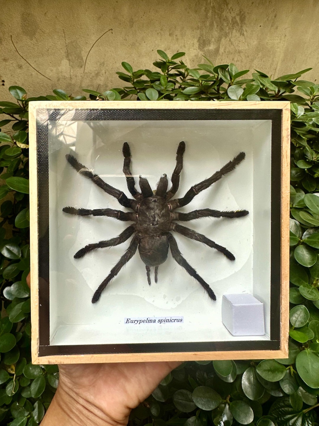 Real Giant Tarantula Spider EURYPEIMA SPINCRUS Taxidermy in Wooden Box ...