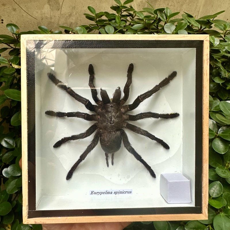 Wooden Bug Shadow Box - Etsy