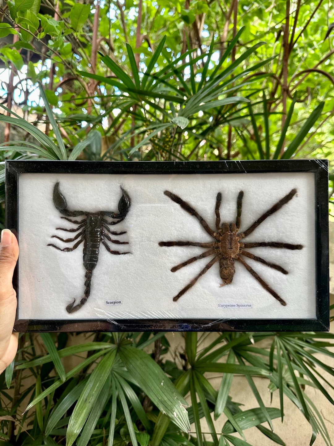 Authentic Framed Giant Tarantula and Black Scorpion Taxidermy Real Bug ...