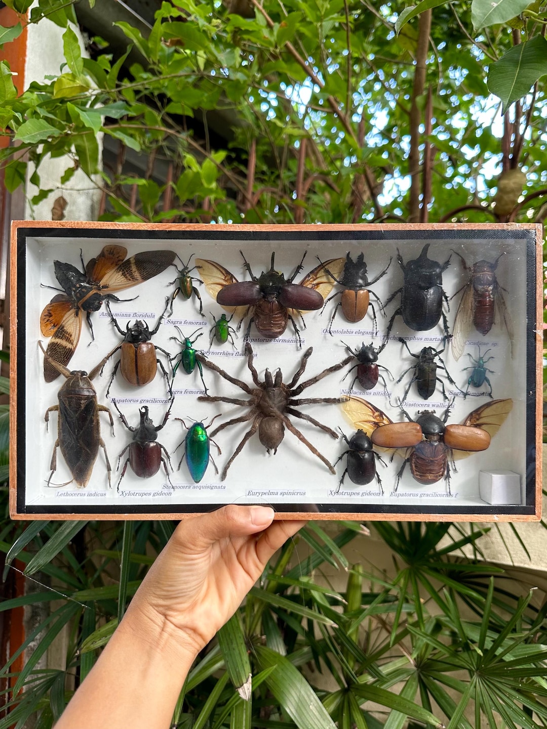 Real Framed Spider Set Insects Mixed Taxidermy Specimens Entomology ...