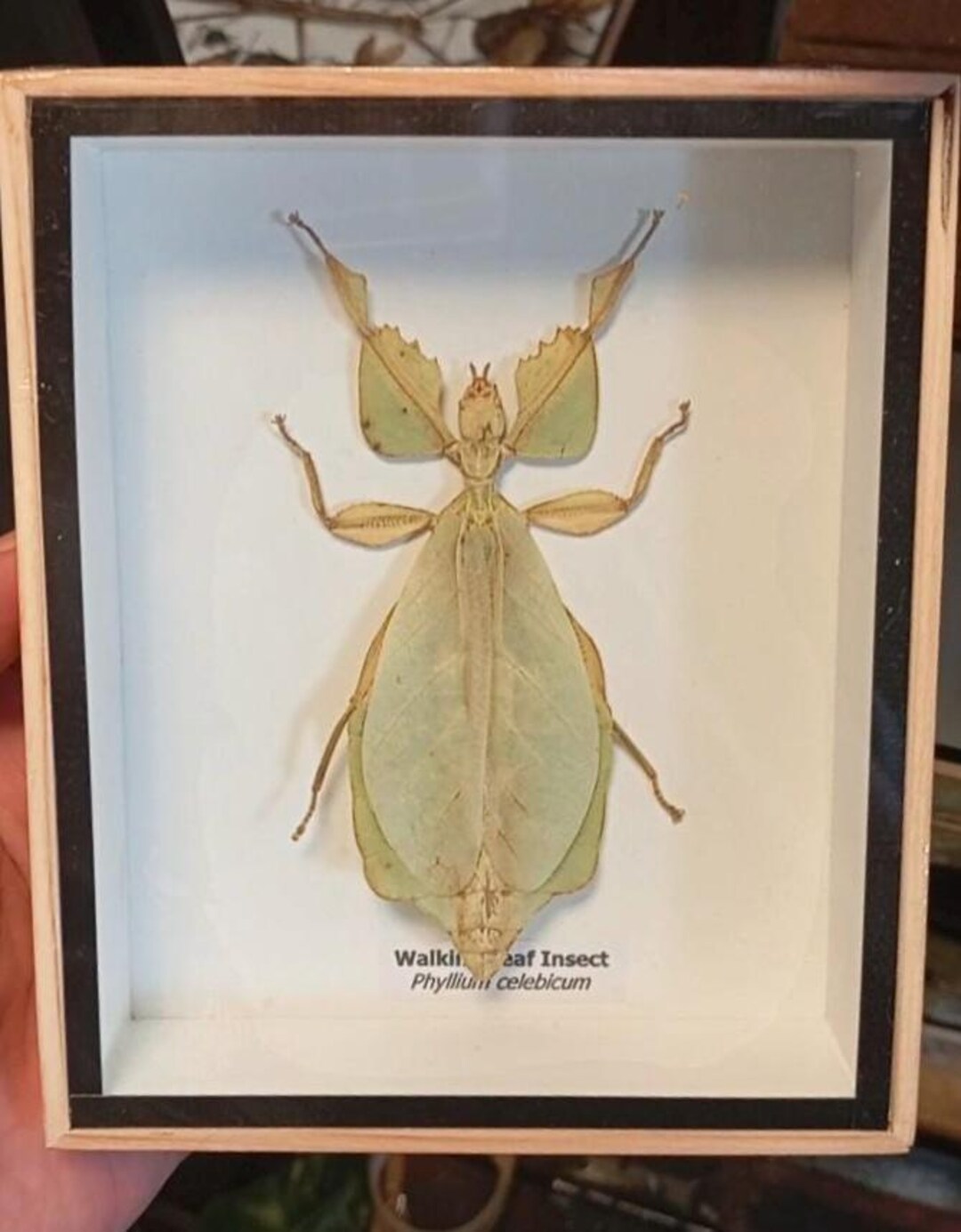 Real Leaf Insect Phyllium Pulchrifolium Taxidermy in Wooden Display Box ...