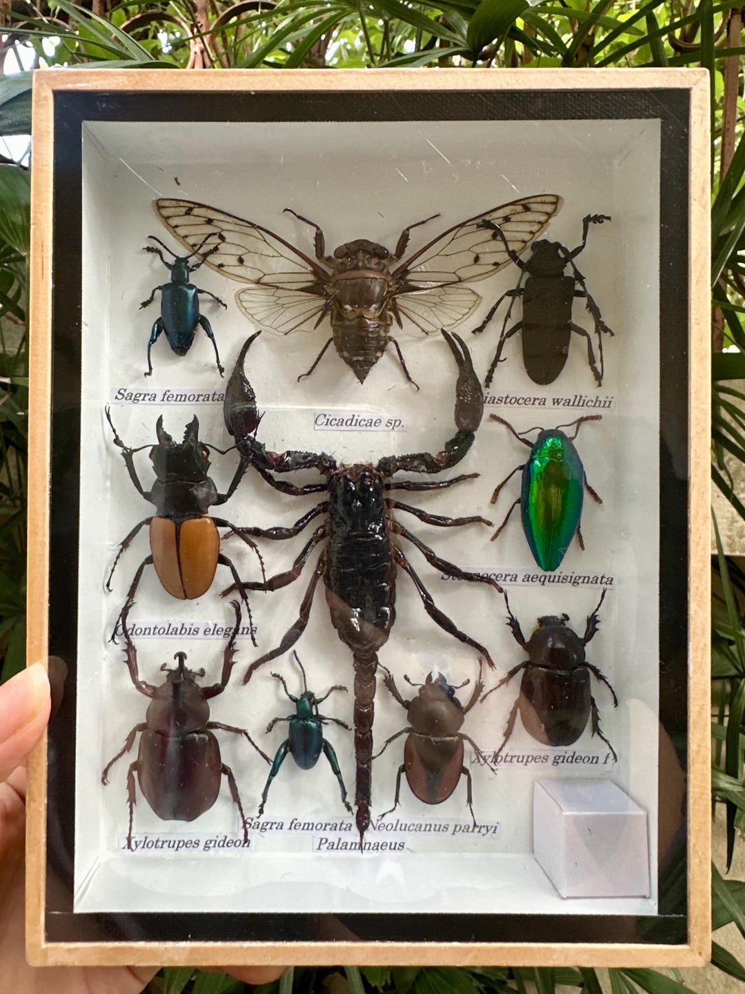 Real Exotic Insects Specimen Collection 3D Framed Mixed Bug Taxidermy ...
