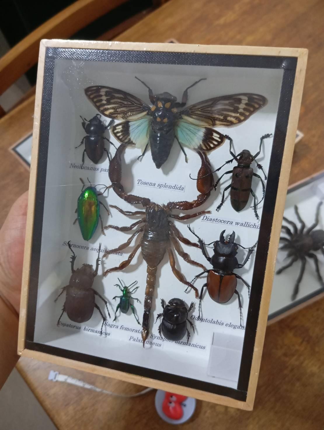 Real Insects Taxidermy Blue Cicada Beetles Bug Collection Insect Wood ...