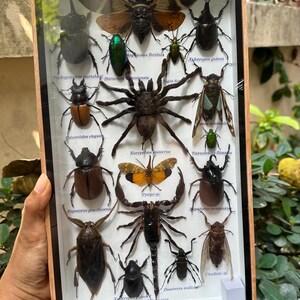 Real Exotic Set Insect Specimen Bug Taxidermy Collection Beetle Spider ...
