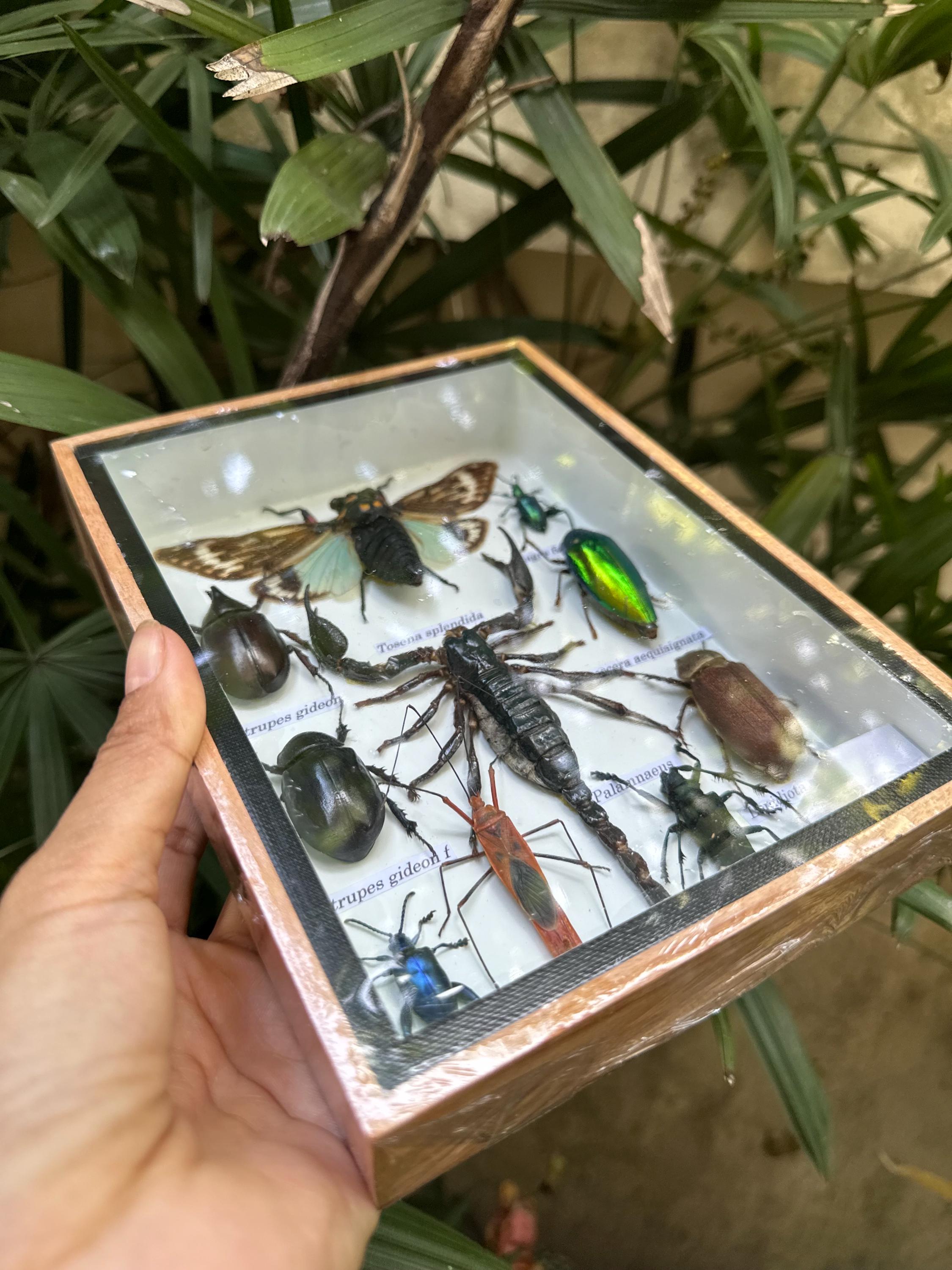Real Insects Taxidermy Blue Cicada Beetles Bug Collection Insect Wood ...