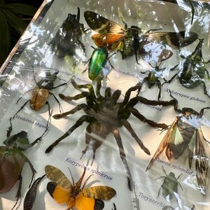 Real Exotic Set Insect Specimen Bug Taxidermy Collection Beetle Spider ...