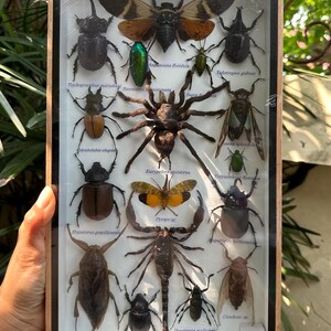 Real Exotic Set Insect Specimen Bug Taxidermy Collection Beetle Spider ...