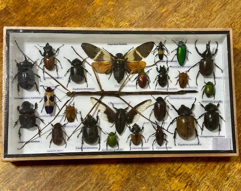 Real Insect Taxidermy Display: Exotic Beetles, Cicadas in Wooden Frame ...