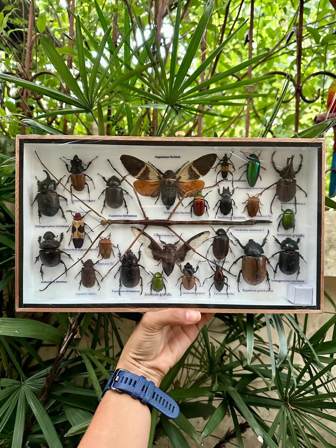 Real Taxidermy Set Poisonous Insects Specimens Entomology Asian Beetles ...