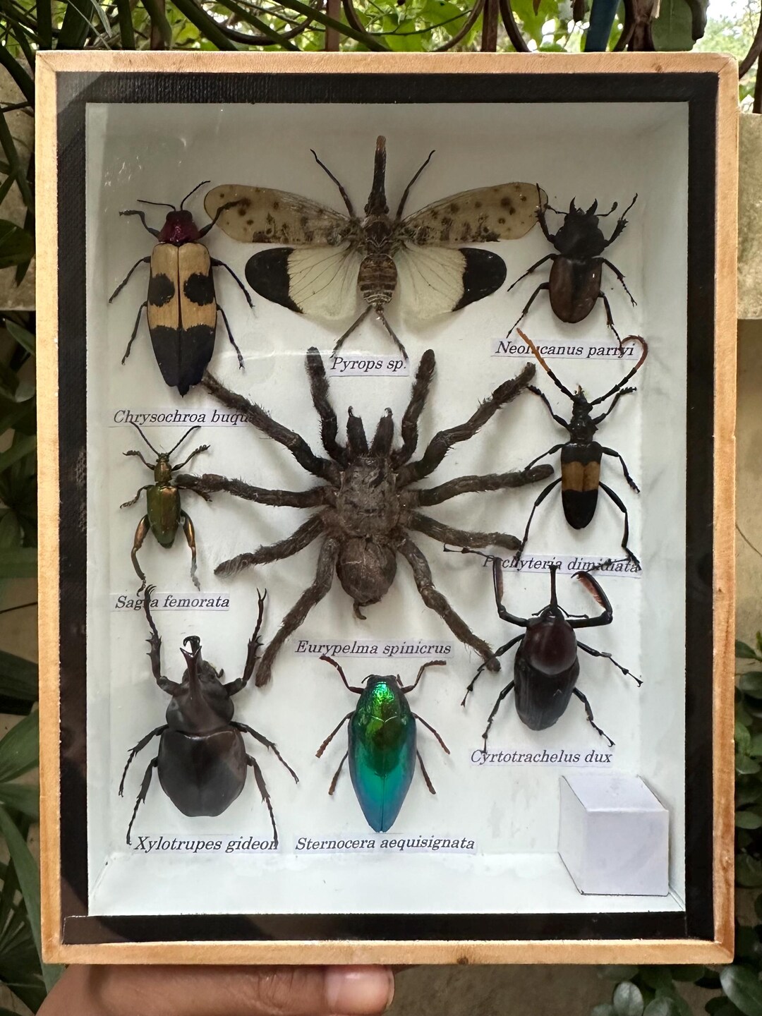 Real 3D Exotic Insect Taxidermy Display Spider Beetles & 9 Specimens ...