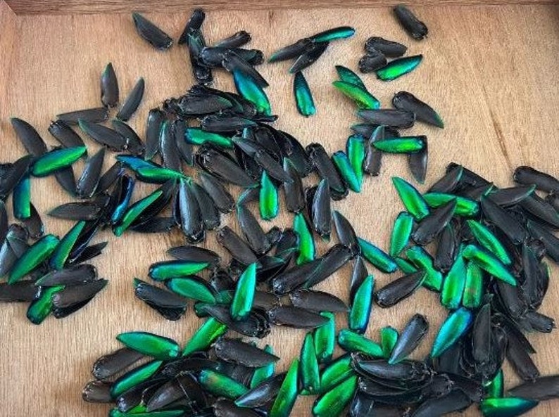Emerald Green Jewel Beetle Wings: Fashion Jewelry & Craft Supplies - Etsy