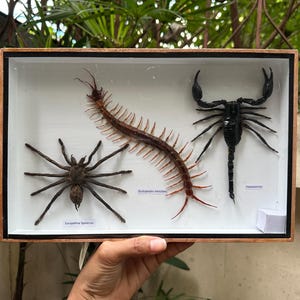 Preserved Arthropod Collection : Centipede, Scorpion, and Spider ...