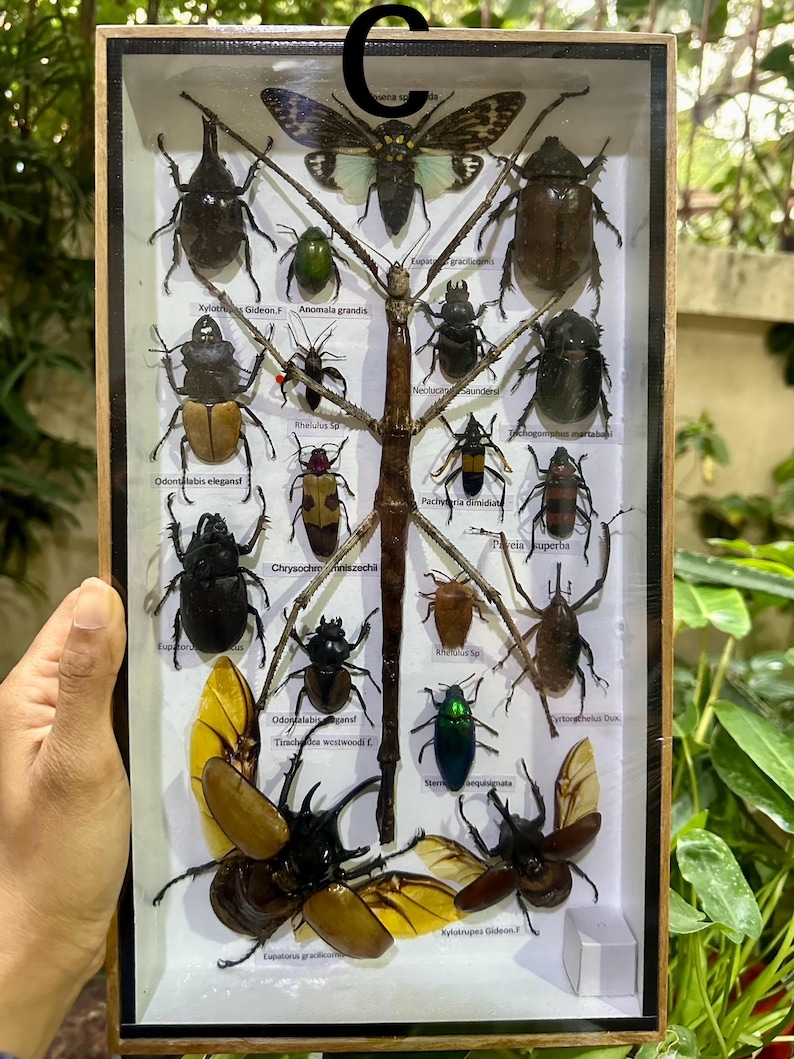 Real Insect Taxidermy Display: Exotic Beetles, Cicadas in Wooden Frame ...