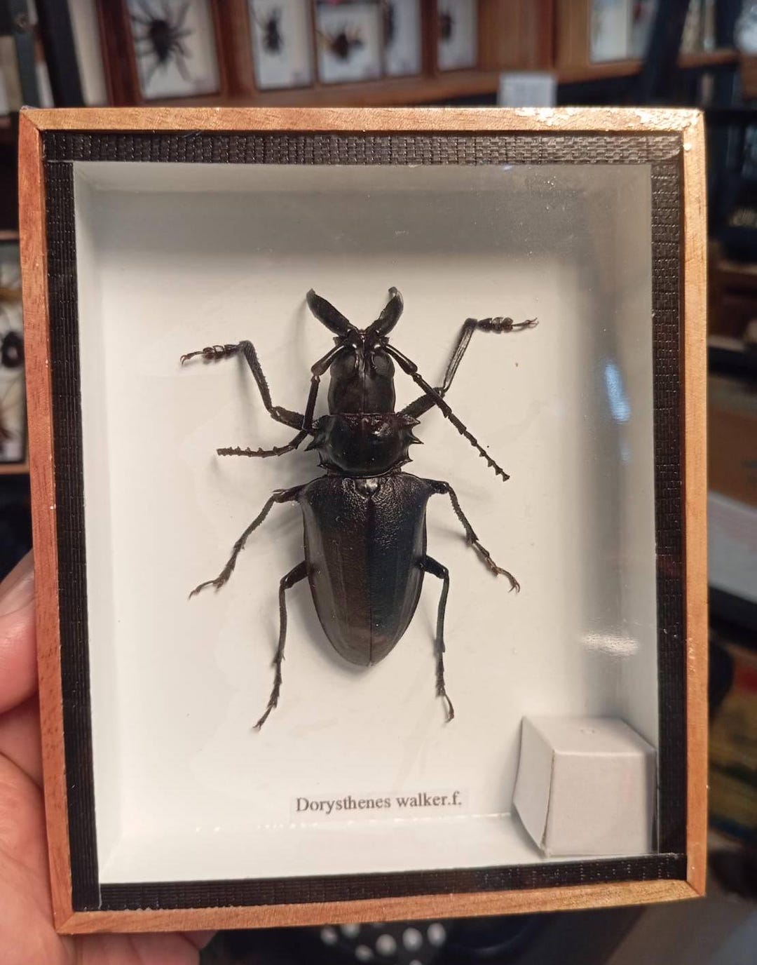 Dorysthenes Walkeri Real Stag Flying Beetle Taxidermied Preserved Bug ...