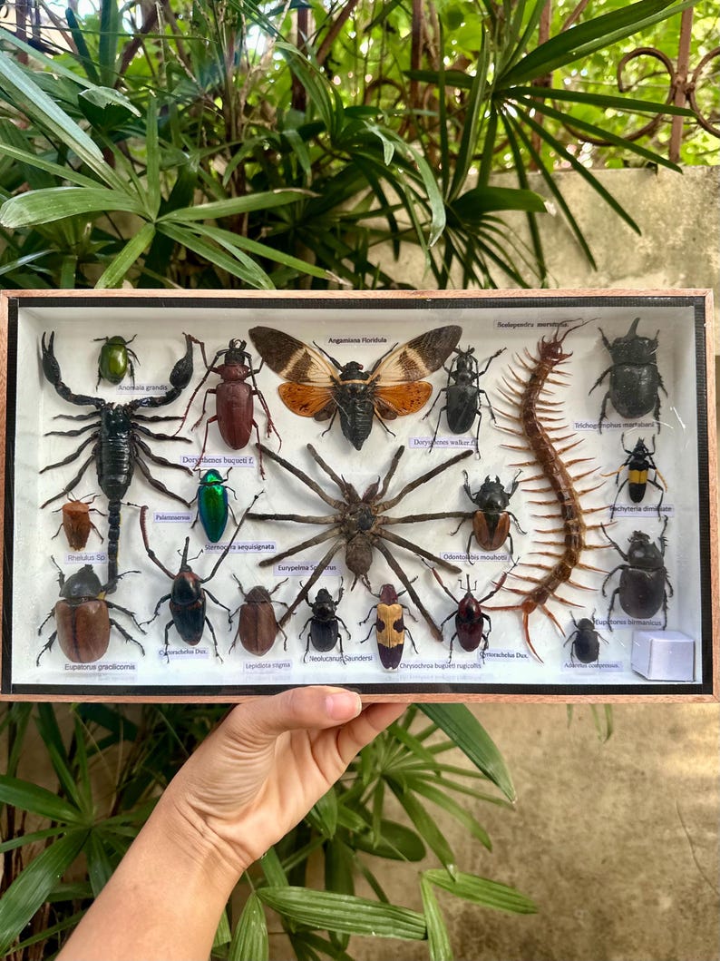 Taxidermy Insect Real Tarantula Scorpion Centipede Specimen Wall Art ...