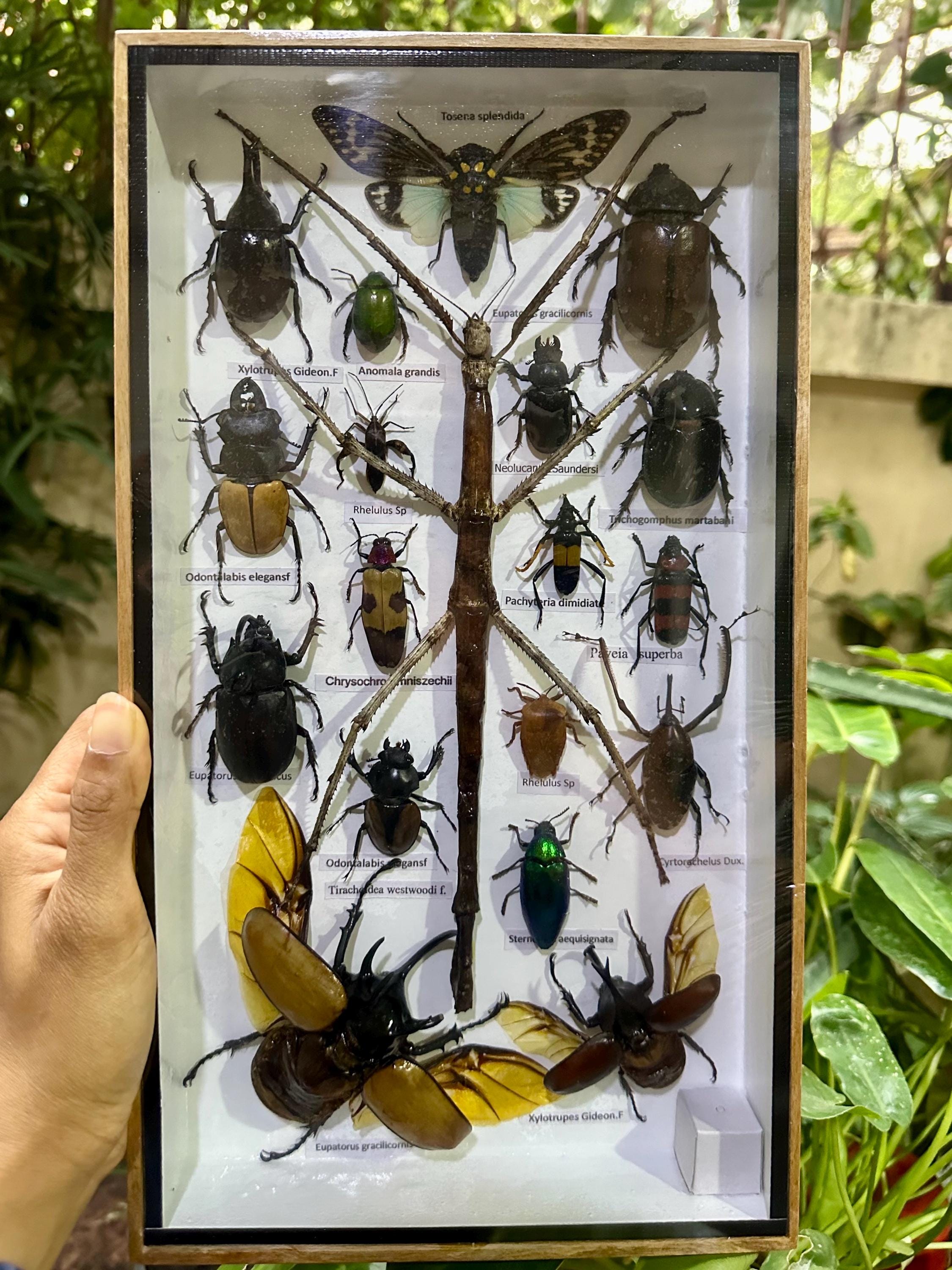 Real Insect Taxidermy Display: Exotic Beetles, Cicadas in Wooden Frame ...