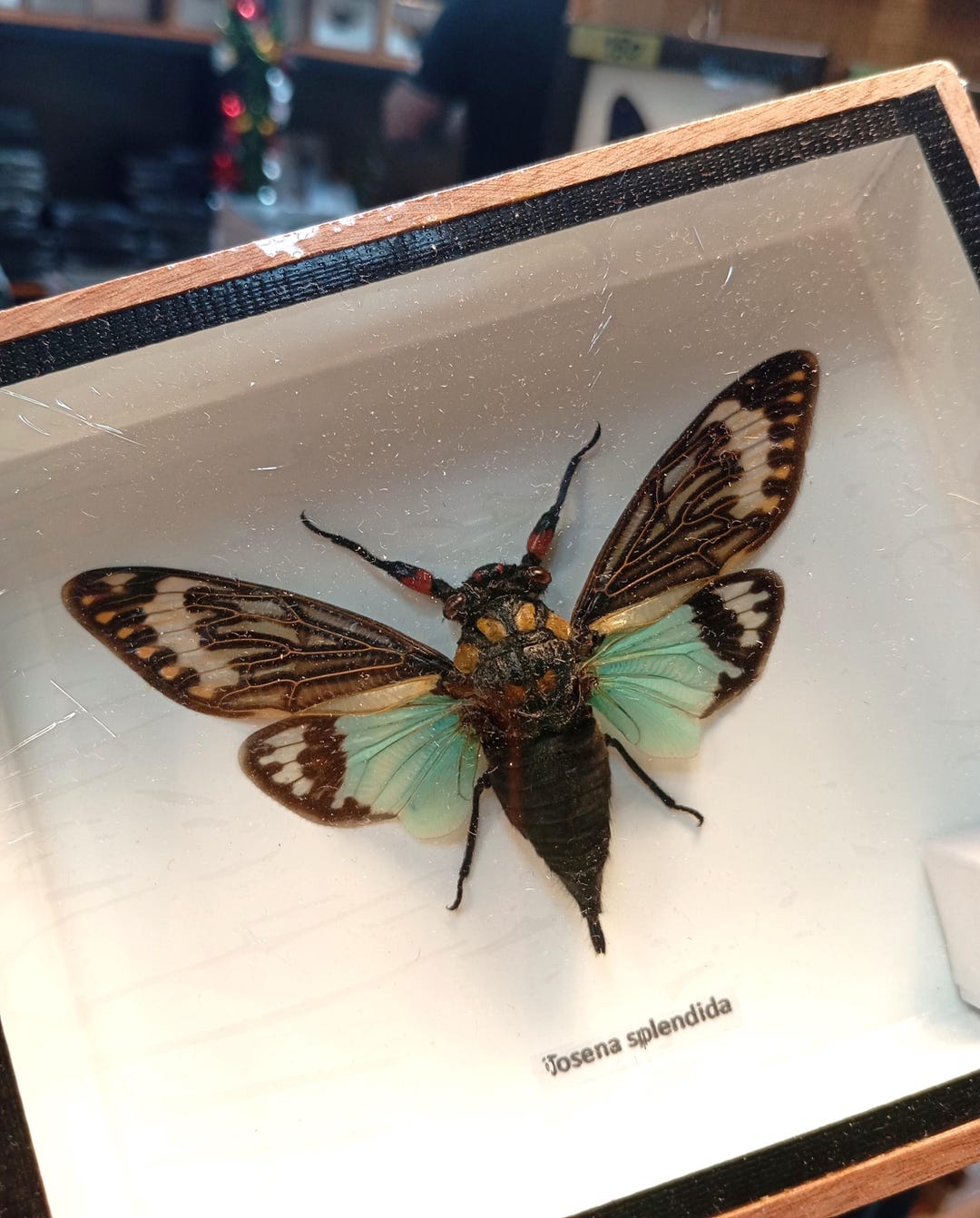 Real Blue Cicada Taxidermy Display, Tosena Splendida, Nature Decor - Etsy