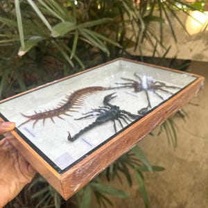 Preserved Arthropod Collection : Centipede, Scorpion, and Spider ...