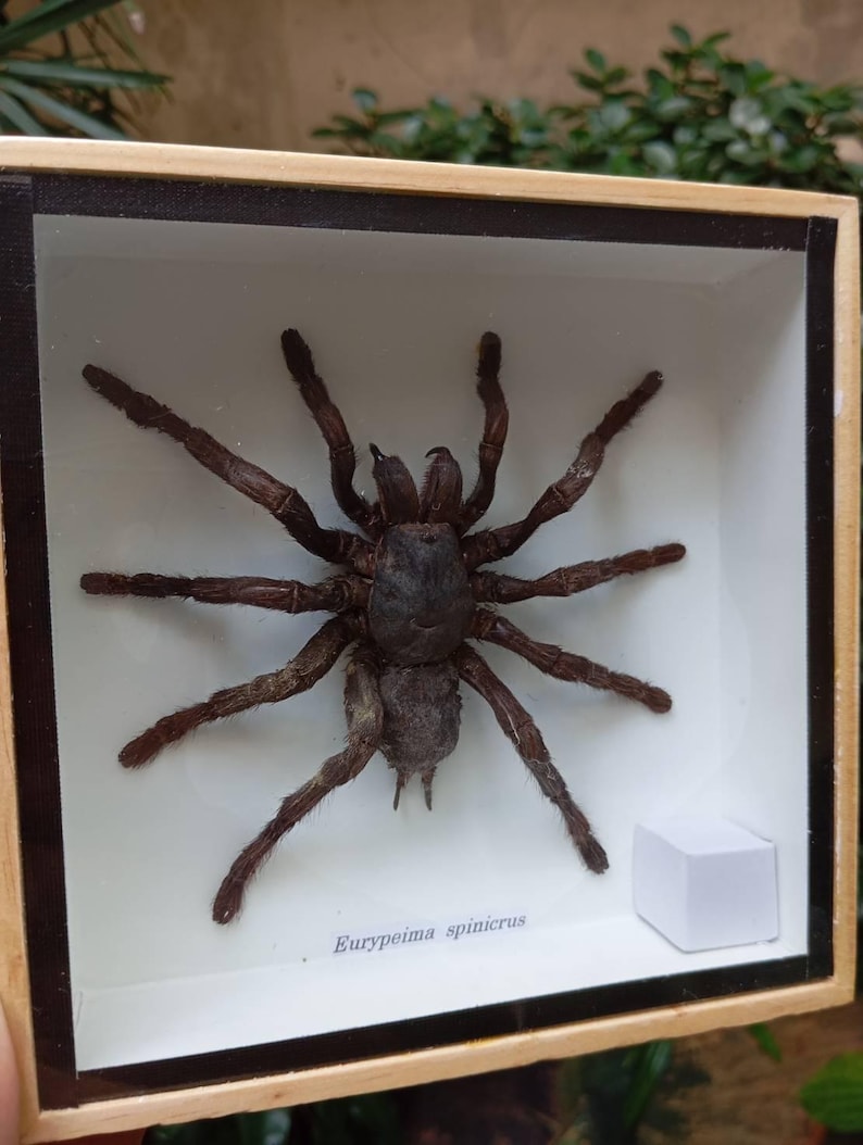 Real Tarantula Spider Taxidermy Bug Entomology Wood Frame Wall Decor - Etsy