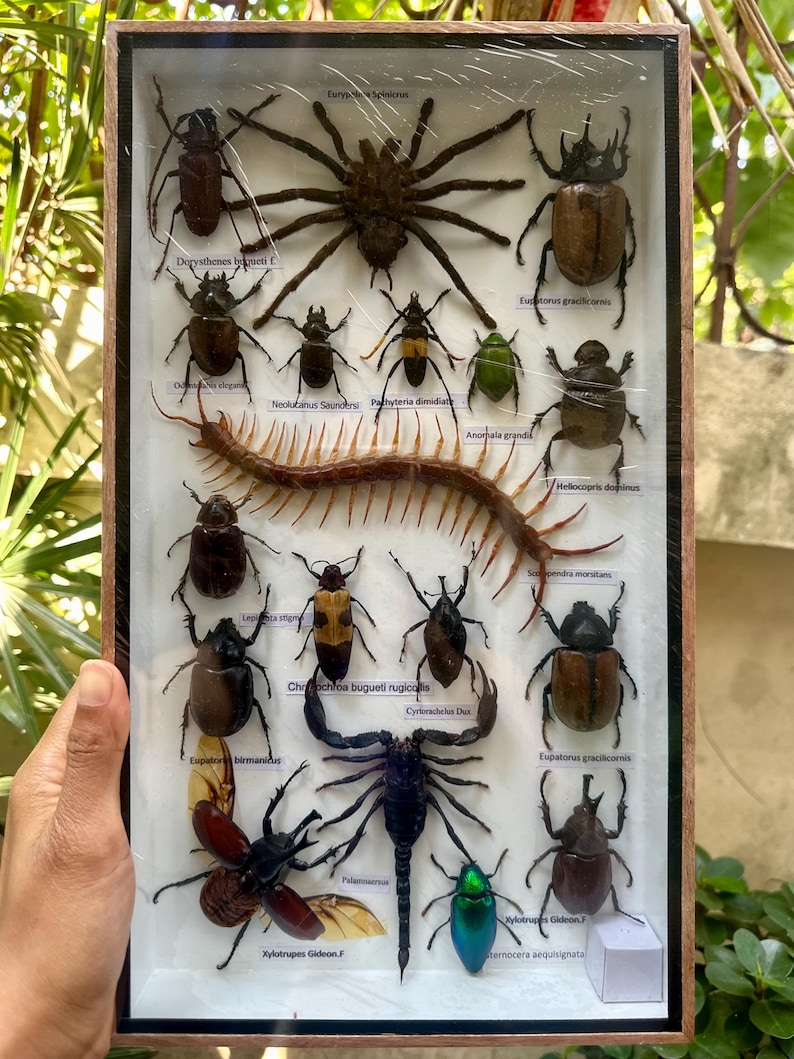 Taxidermy Insect Real Tarantula Scorpion Centipede Specimen Wall Art ...
