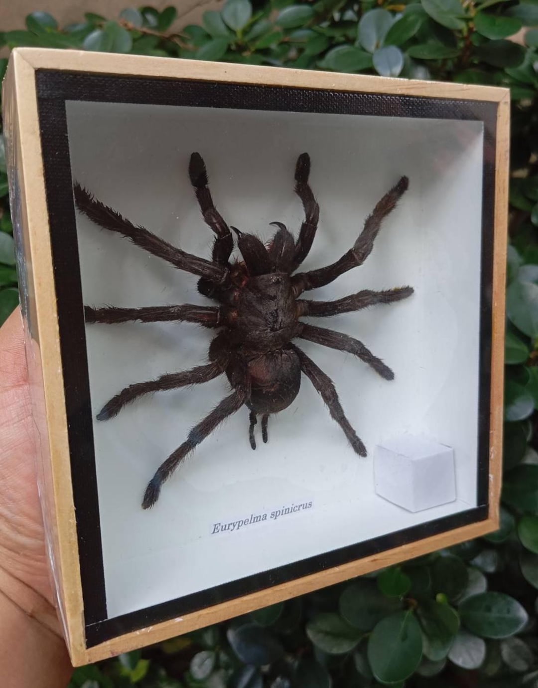 Real Tarantula Taxidermy Eurypelma Spinicrus Preserved Specimen in ...