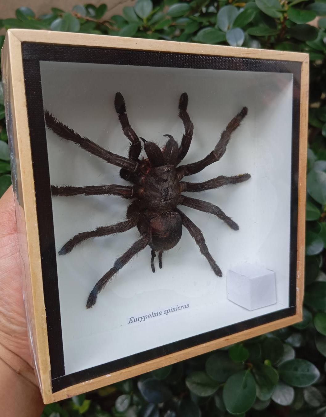 Real Tarantula Spider Taxidermy Bug Entomology Wood Frame Wall Decor - Etsy