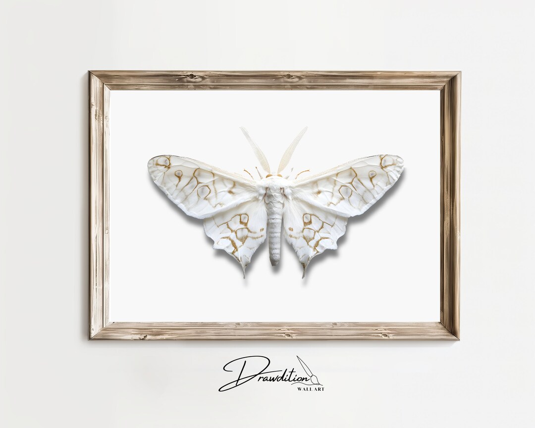 White Moth Wall Art DIGITAL DOWNLOAD Neutral Fall Moth Photo Autumn ...