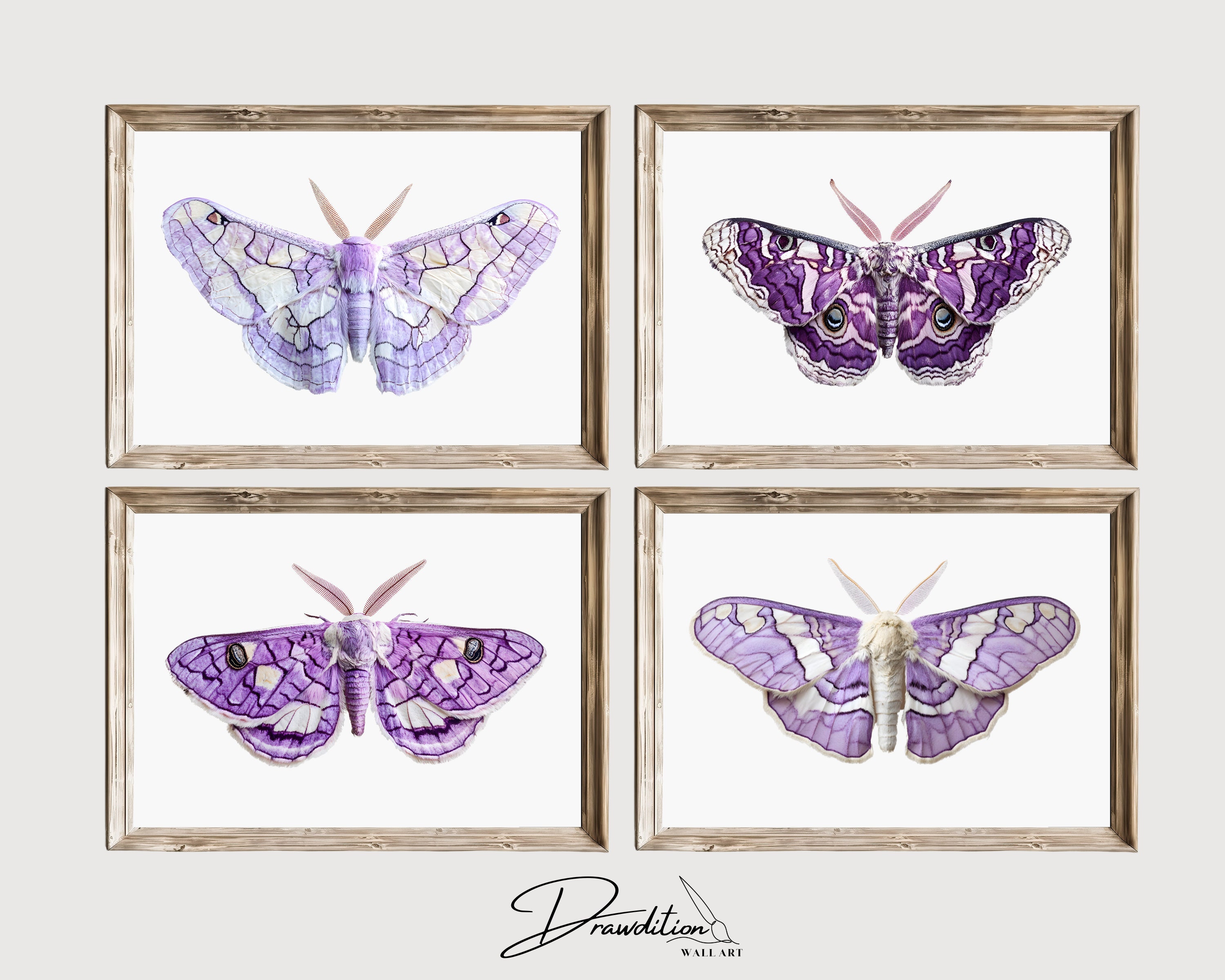 Purple Moth Wall Art DIGITAL DOWNLOAD Fall Moth Photo Autumn Moth Art ...
