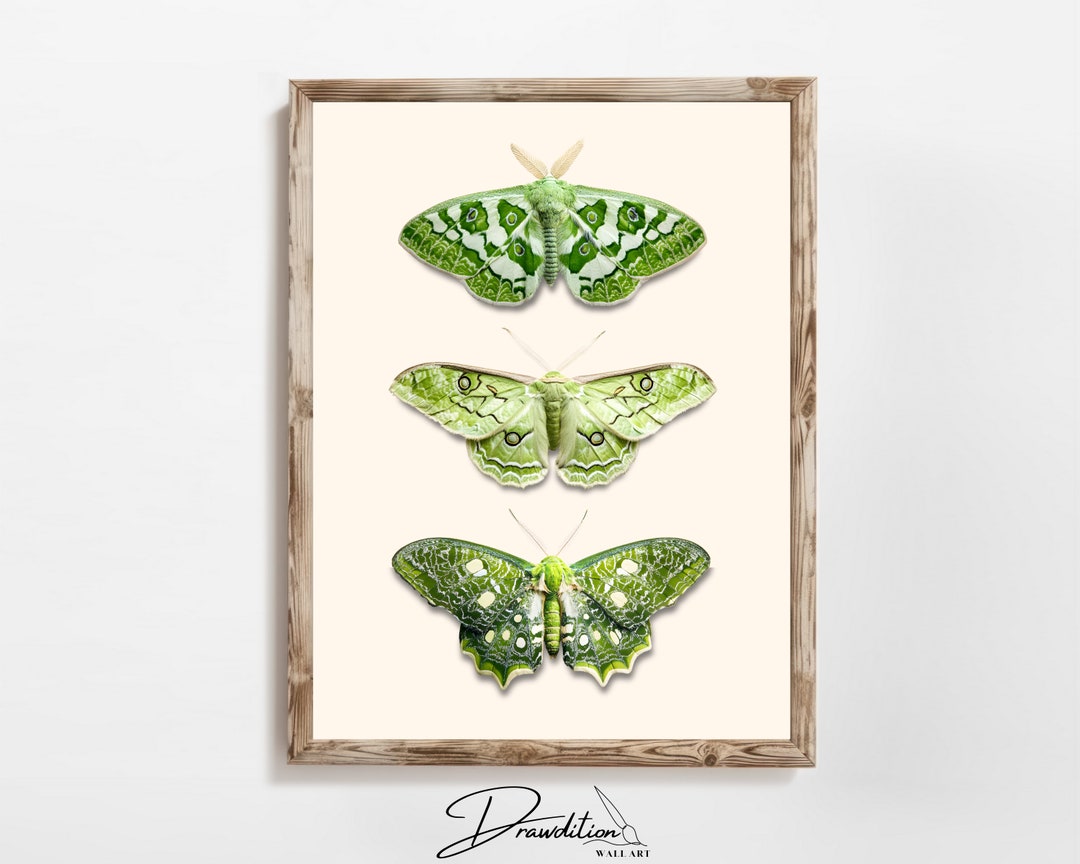 Green Moths Wall Art, Thanksgiving Green Fall Moths Photo, Autumn Moth ...