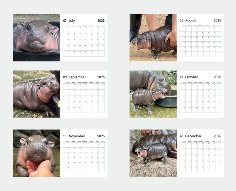 Cute Moodeng Calendar 2025 Moodeng 2025 Calendar Pink Moodeng Calendar ...